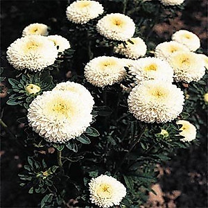 Outsidepride Aster Pompon White Garden Flower Seed - 1000 Seeds