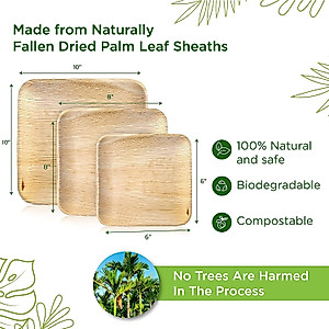 TRULY ECO 8 Inch 40 Square Palm Leaf Plates – Compostable, Biodegradable, Eco-Friendly – Like Bamboo Disposable Plates for Party, Wedding, Picnic – Sturdy, Heat Proof & Leak Proof