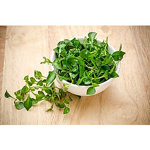 Curled Cress Seeds for Planting, aka "Garden Cress", 500+ Heirloom Seeds Per Packet, (Isla's Garden Seeds), Non GMO Seeds, Botanical Name: Lepidium sativum, Great Home Herb Garden Gift