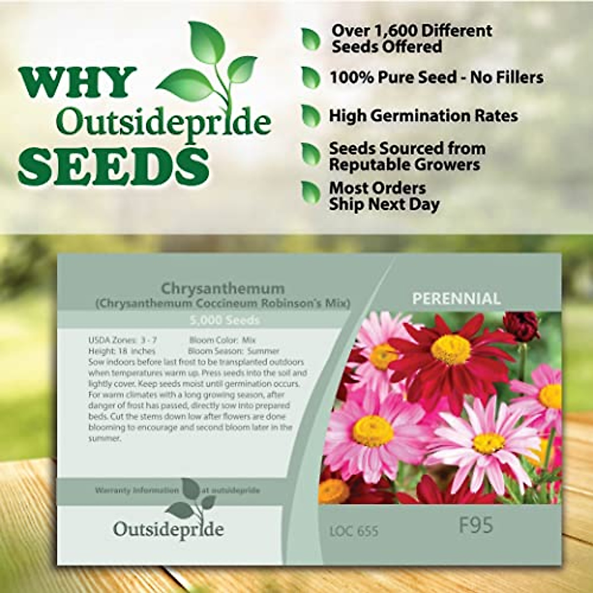 Outsidepride Pyrethrum Tanacetum Chrysanthemum Robinson's Plant Garden Flower Seed Mix - 5000 Seeds