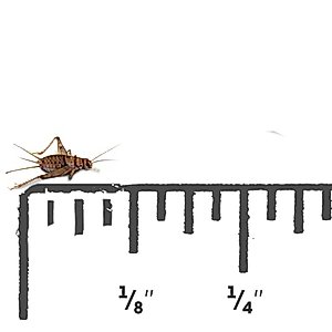 Josh's Frogs Pinhead Banded Crickets (500 Count)