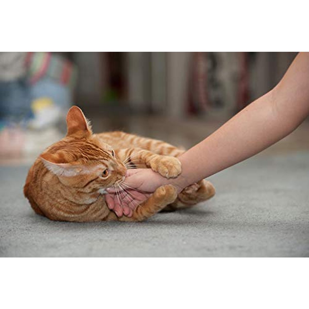 Pet Supplements cat Nutrient - CAT Turmeric for Joint Health - Advanced Joint Support - cat Immune System Support - 2 Bottles (120 Tablets)