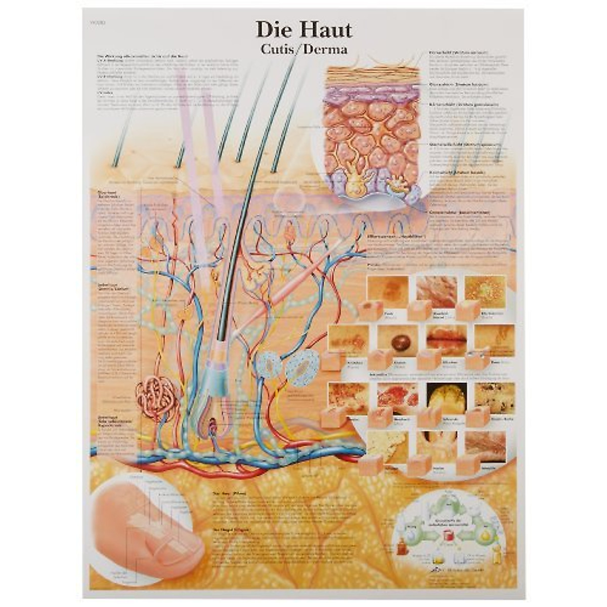 3B Scientific VR1283UU Glossy Paper The Skin Anatomical Chart, Poster Size 20" Width x 26" Height