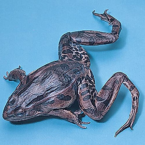 Formalin Frog, 3 to 4", Double Injection, Bulk Bag