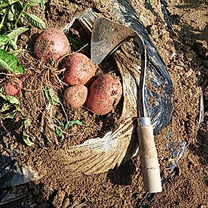 HANSHIN Premium Forged Gardening Hand Plow Hoe, Korean Daejanggan Style Ho-Mi(Weeding Sickle) for EZ Digger Tools, 1 Pack