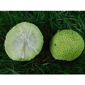 The Rike 100 Seeds Osage Orange Trees Seeds Osage Apple Trees Non-GMO Maclura pomifera, Horse Apple, Brain Fruit Hedge Apple Tree seeds