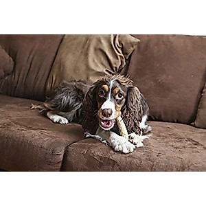 Pet Parents Gnawtlers® - Premium, Naturally Shed, All Natural Elk Antler Dog Chew, Specially Selected from The Heartland Regions (Medium)