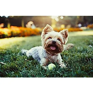 PET SUPPLEMENTS Dog Hip and Joint Supplement Extra Strength - Turmeric Joint Health for Dogs - Advanced Formula for Joints - Dog msm Chews - 2 Bottles (120 Tablets)