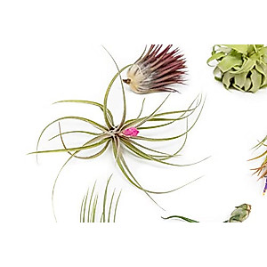 Grab Bag Pack Small & Medium Air Plants - Fertilizer Packet - Wholesale - Bulk - Live Tillandsia - Easy Care House Plant - Succulents, 10 Count (Pack of 1)