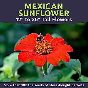 Mexican Sunflower Seeds – Extra Large Packet – Over 2,500 Open Pollinated Non-GMO Wildflower Seeds – Tithonia rotundifolia