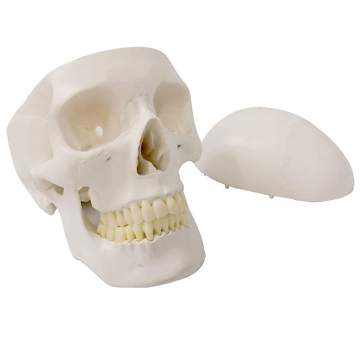 Evotech Disarticulated Human Skeleton Model For Anatomy 67 inch High, Full Size Skeleton Models with Skull, Spine, Bones, Articulated Hand & Foot, for Anatomy Medical Learning