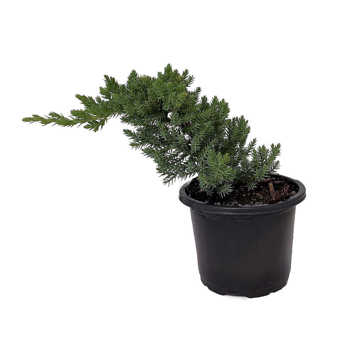 Japanese Juniper Bonsai Tree - 4" Pot - Juniperus procumbens - Nana