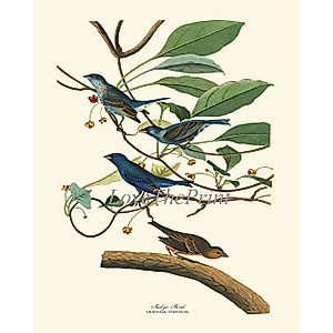 Bird Print Wall Art Set of 4 Prints Beautiful James Audubon Titmouth Fork-tailed Flycatcher Blue Bird Bluebirds Indigo Bird on Pine Tree Blooming Magnolia Flower Home Room Decor Unframed