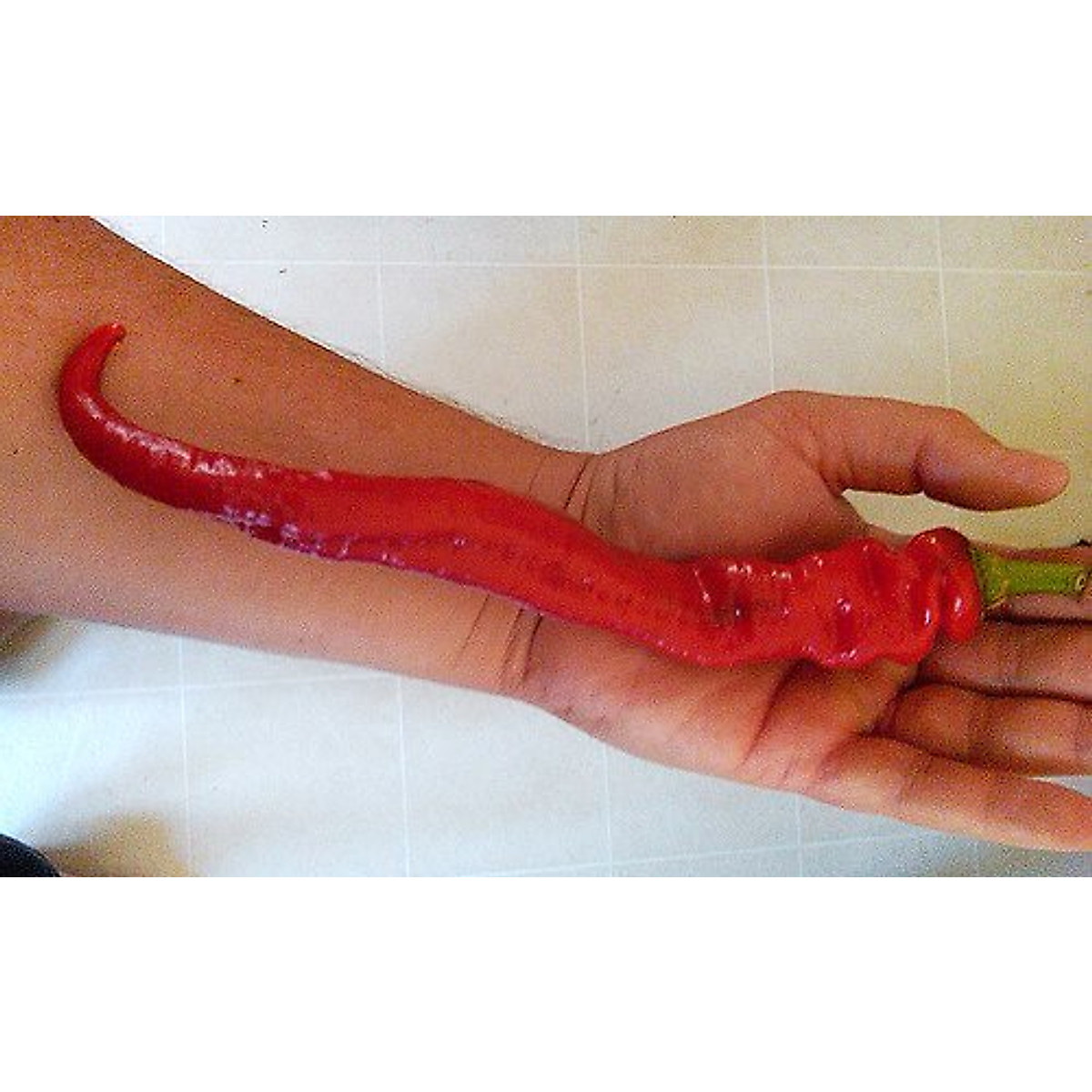 30+ Cow Horn Hot Pepper Seeds Heirloom Non-GMO Spicy, 10" Long, Productive! from USA