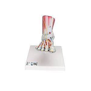 3B Scientific M34/1 Foot Skeleton w/ Ligaments and Muscles - 3B Smart Anatomy