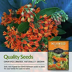 Butterfly Milkweed Seeds for Planting - Pack with Instructions to Grow Asclepias Tuberosa - Attract Butterflies & Help Conservation - Non-GMO Heirloom Open-Pollinated - Survival Garden Seeds
