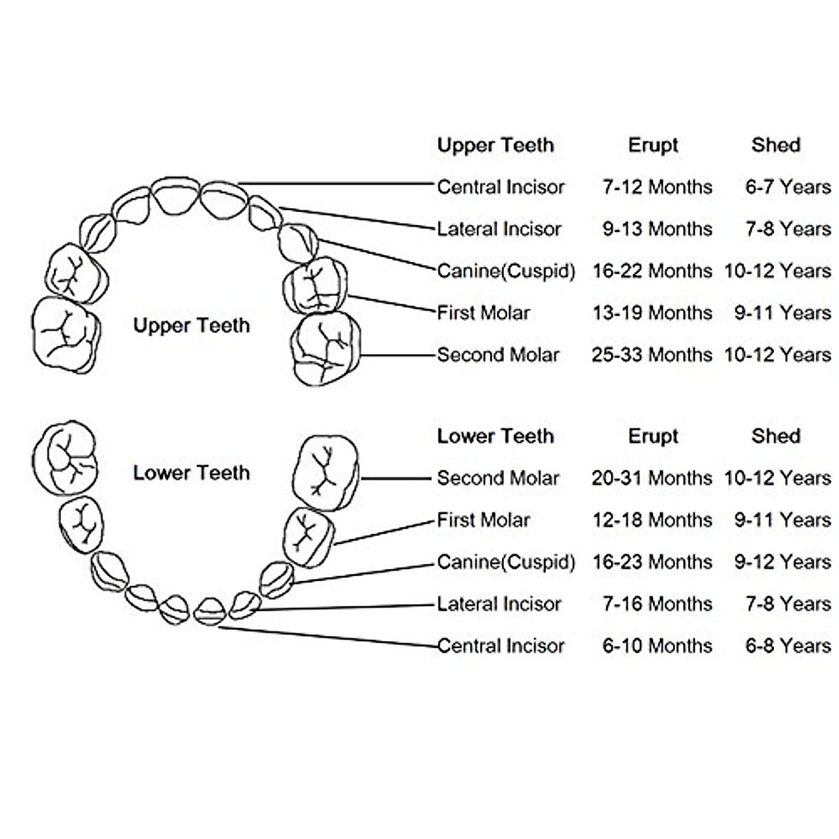 Mogoko Baby Teeth Keepsake Box Wooden Tooth Fairy Boxes, Child Kids Tooth Storage Holder Organizer(Girl, English; Customized Personalized Optional)