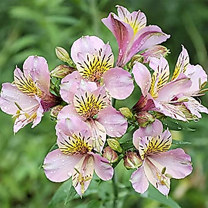 QAUZUY GARDEN 25 Mixed Peruvian Lily (Lily of The Incas/Princess Lily) Alstroemeria Seeds Perennial Delicate Flowers for Bouquets Flower Arrangements Attract Pollinators