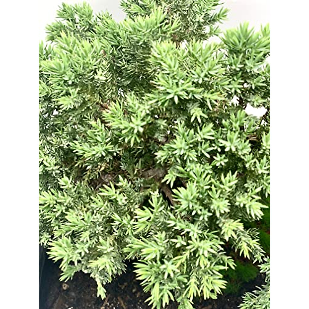 Live Dwarf Juniper Bonsai Tree | Indoor/Outdoor | 100% Handcrafted| Home and Office Décor | Best Gift for Holiday (L)