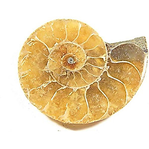 phoenix888 XUETZALCOATL Sureshvarah Sudarshan Shaligram 1.5cm - 2.5cm from Kali Gandaki 1 pcs