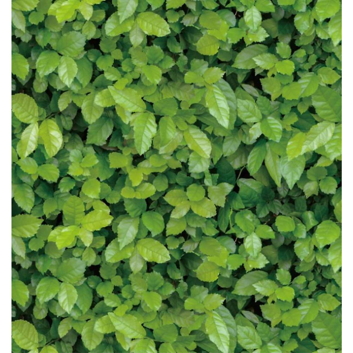 Yija Green Leaf Self-Adhesive Decorative Vinyl Shelf Liner Living Room Wall Sticker 17.7inch by 98inch