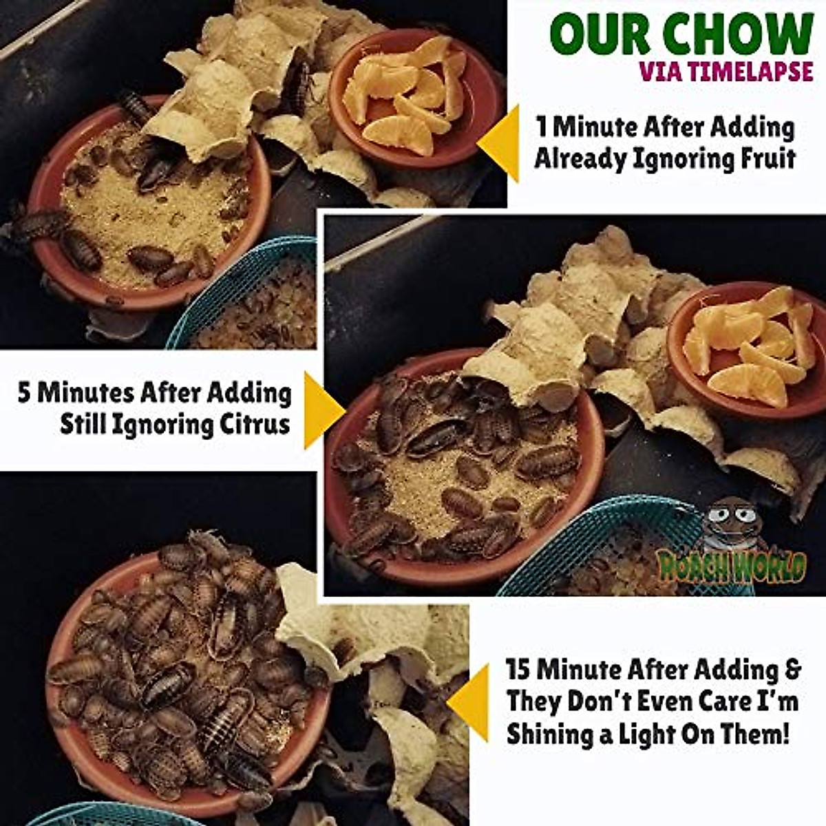 Roach World Premium Roach Chow for Dubia & Crickets with Super Foods - Ca:P Balanced (24oz)