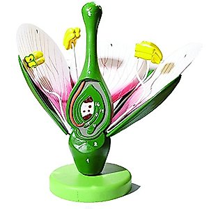 Vision Scientific VAN307 Dicot Flower Model | 8X Enlarged | Can be Disassembled | Important Structures are Numbered | Mounted on a Stand | W Key Card