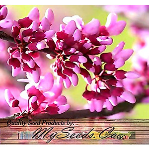 Big Pack - (500) Eastern Redbud Tree Seeds - Cercis Canadensis - Gorgeous Purplish-Pink Blossoms - Very Cold Hardy Zones 4-9 - Big Pack Seeds by MySeeds.Co (Big Pack - Eastern Redbud)