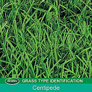 Scotts EZ Seed Patch and Repair Centipede Grass, 20 lb. - Combination Mulch, Seed, and Fertilizer - Tackifier Reduces Seed Wash-Away - Covers up to 445 sq. ft.
