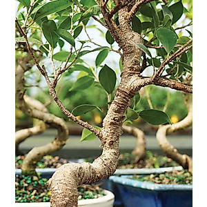 From You Flowers - Beginner Ficus Indoor Bonsai Tree for Birthday, Anniversary, Get Well, Congratulations, Thank You