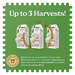 NuBlume Organic Lion's Mane Mushroom Grow Kit | Grow Your Own Fresh Gourmet Mushrooms at Home | Edible Indoor Mushroom Growing Kits Great Gift