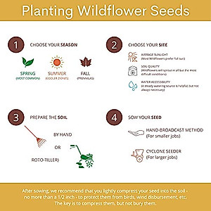 Honey Bee Wildflower Pollinator Mix - 65,000+ Seeds Perennial & Annual Flowers - Planting Outdoors to Save The Bees - California Poppy, Primrose, Bergamot & More