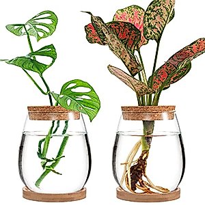 Biggun Plants Propagation Station - Desktop Plant Terrarium Glass Hydroponic Vases Water Plant Propagating Jars Gardening Gifts for Women Mom Plant Lovers (2Pcs, Separated Style)