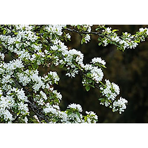 European Crab Apple, (French Crabapple), Malus Sylvestris, Tree 30 Seeds