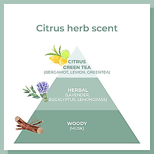 AMOS PROFESSIONAL Pure Smart Shampoo [Fresh – For Oily Scalp] 17.6oz (500g) | Sebum Care & Scalp Soothing | Korean Hair Salon Brand