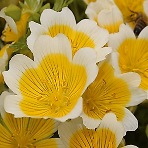 Outsidepride Limnanthes Douglasii Poached Egg Plant Garden Flower Seeds - 1000 Seeds