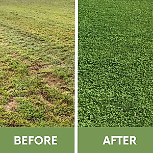 Flawn Seed Organic Coated Micro Clover Seed, Specialty Coated, Eco-Friendly, Low Mowing, Low Maintenance, Easy Open Compostable Pouch, Easy Spread Up to 500 SqFt