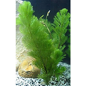 TruBlu Supply Green Cabomba Live Aquarium Plant Freshwater - Buy 2 Get 1
