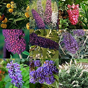 GardenGeng 300+ Butterfly Bush Seeds - Non-GMO - Perennial Mix Color Butterfly Bush Seeds for Planting Outdoor/Home Garden
