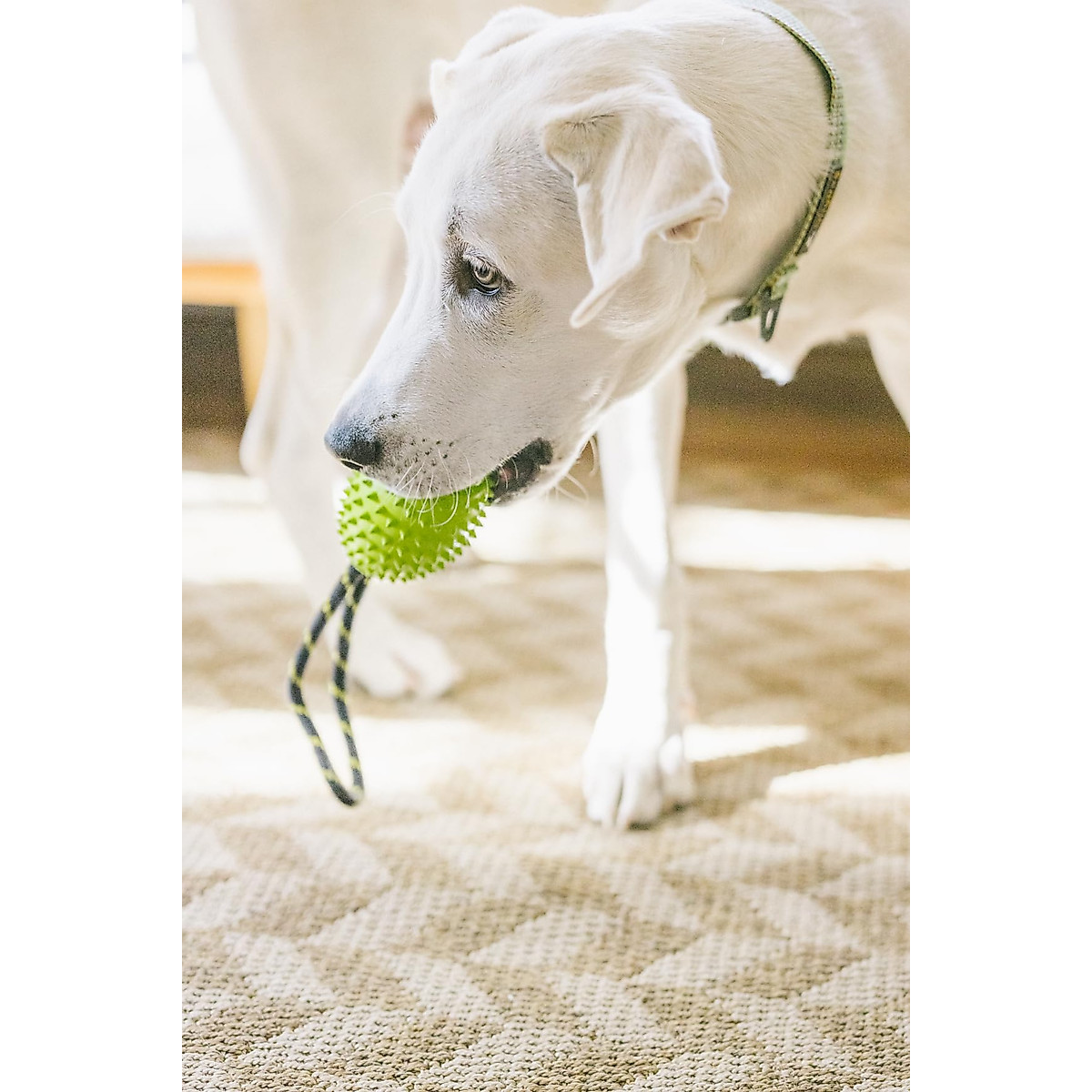 OllyDog Spikey Rugby, Interactive Dog Chew Toy with Natural Rubber, Multifunctional Teeth Cleaning and Gum Massage, for Dogs Under 50lbs (Lime)