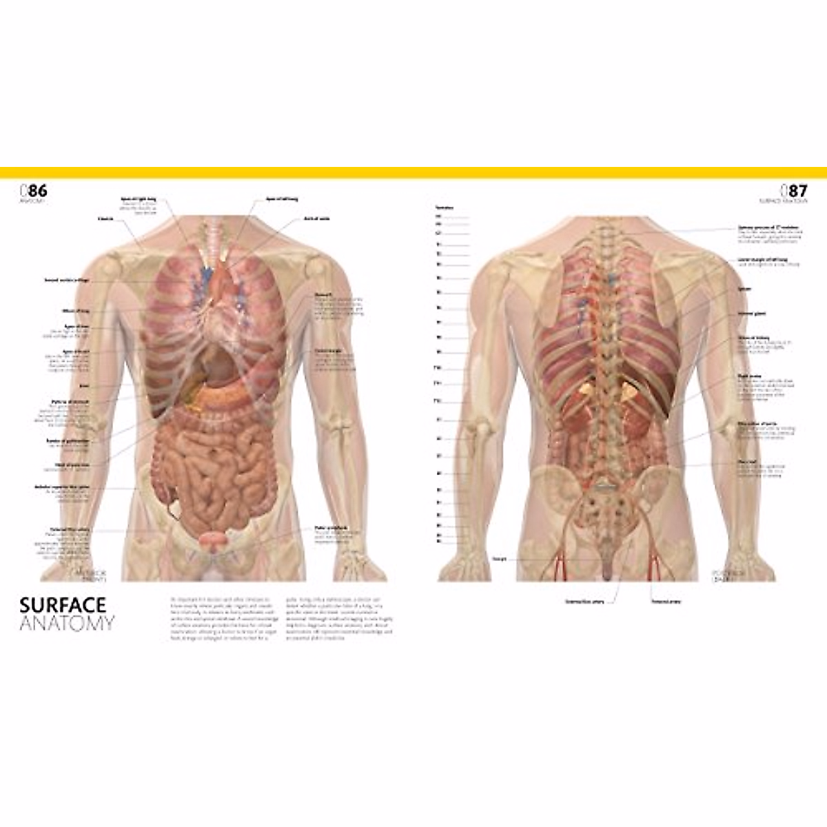 The Complete Human Body, 2nd Edition: The Definitive Visual Guide (DK Human Body Guides)
