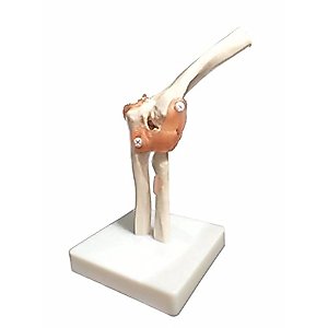 BoNew Life Size Elbow Joint Anatomical Model Skeleton - Human Medical Anatomy