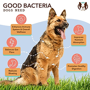 Natural Dog Company Hip & Joint and Probiotic Chews for Dogs Bundle: Glucosamine & Probiotics - Joint Support and Digestive Health Combo for Dogs of All Breeds and Sizes