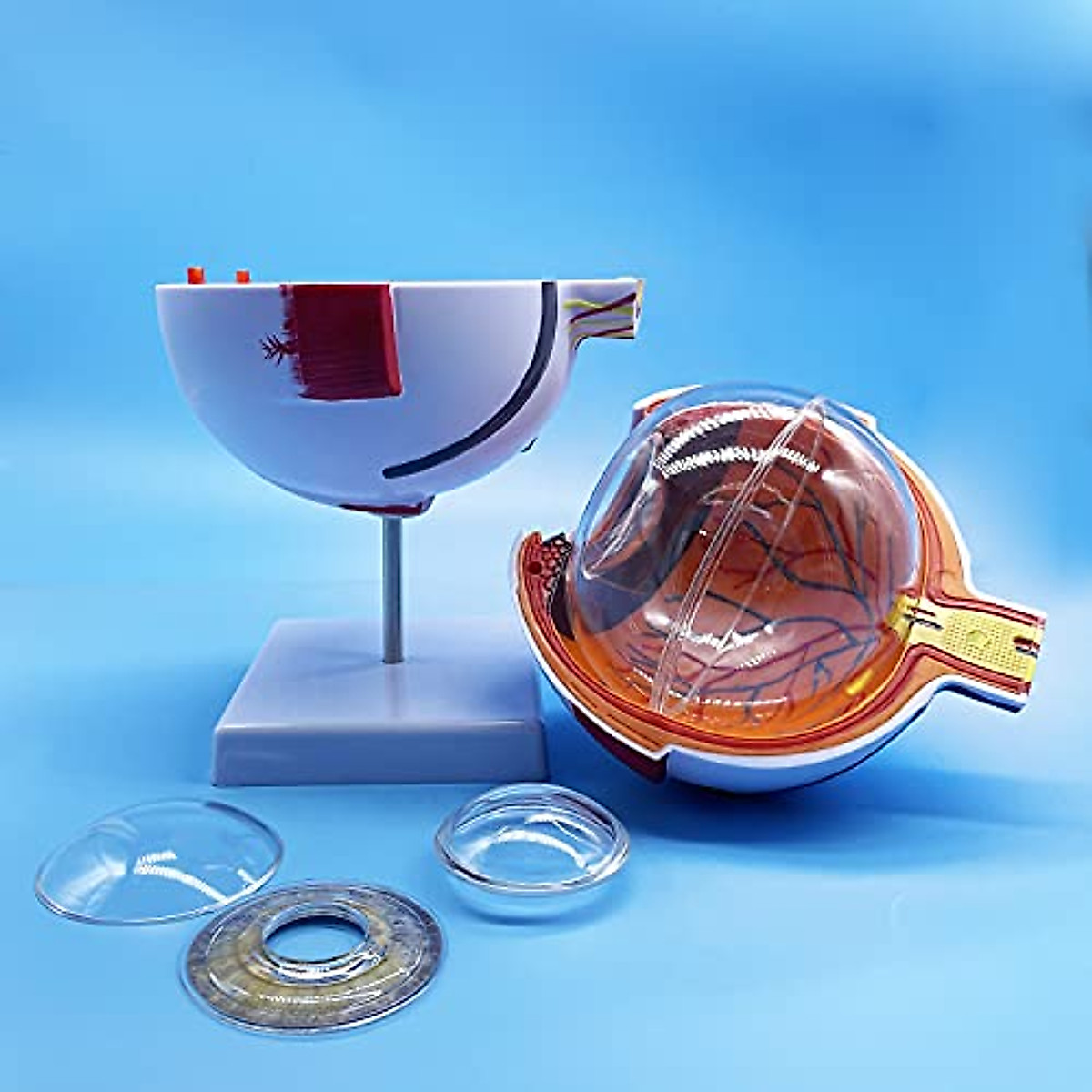 QSMYS Human Eye Eyeball Anatomical Model,Anatomically Accurate Human Eye 6X Enlarged Anatomy Model for Science Classroom Study Display Teaching Model