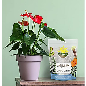 Anthurium Plant Potting Soil Mix (4 Quarts), Indoor Houseplant Custom Blend for Flowering Anthuriums