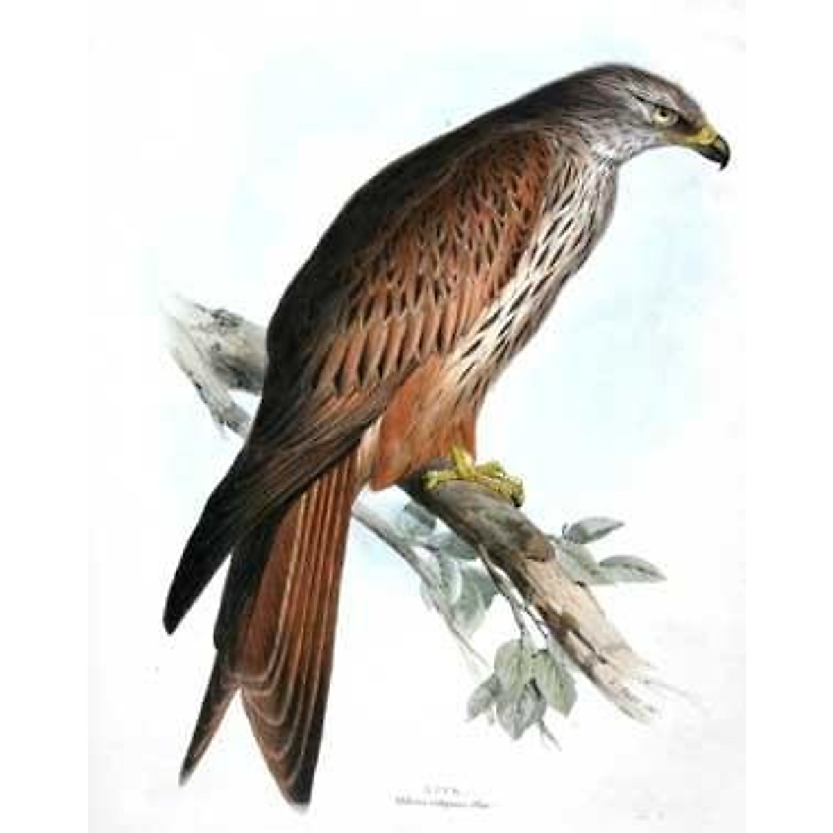 Kite. Milvus vulgaris; (Flem)