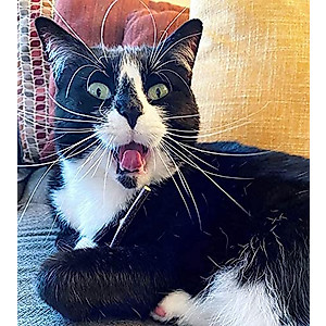 Meowijuana | King Size Silverine Sticks | All Natural Matatabi Chew Sticks | High Potency Cat Treat | Cat Dental Health | Catnip Alternative | Feline and Cat Lover Approved