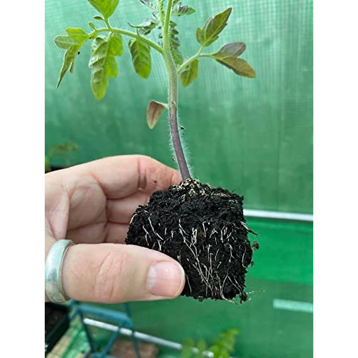 Ladbrooke Genuine Soil Block Maker - Mini 5 Hand Held, Made in England