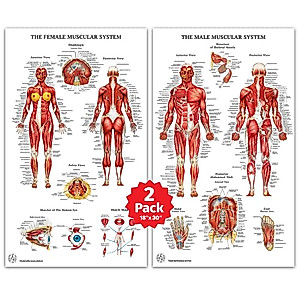 THE ART OF SCIENCE 2-Pack Muscular System Posters - Male and Female Muscle System Models - Human Anatomy Posters, Medical Posters, Human Body Posters - Laminated - 18x30