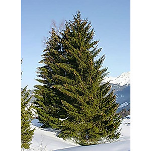 30 Seeds Norway Spruce Tree Seeds, Picea Abies, Non-GMO (Evergreen, Fast) Grown in Illinois USA